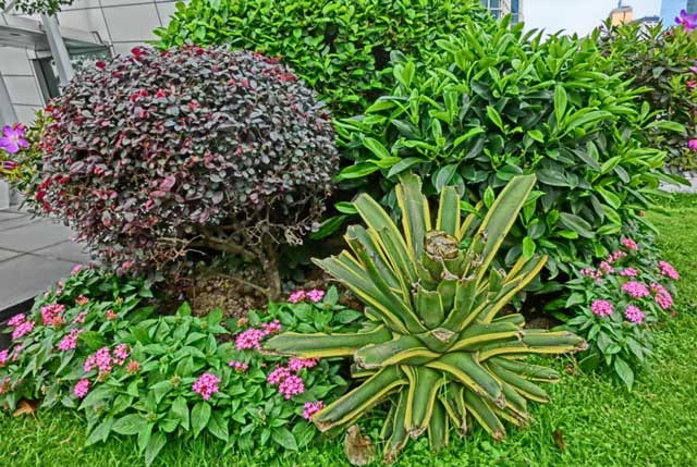 10 Healthy Ways To Make Your Garden Plants Grow Better Faster And 