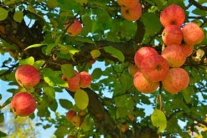 Beginner’s Guide to Semi Dwarf Apple Trees - Home n Gardening Tips